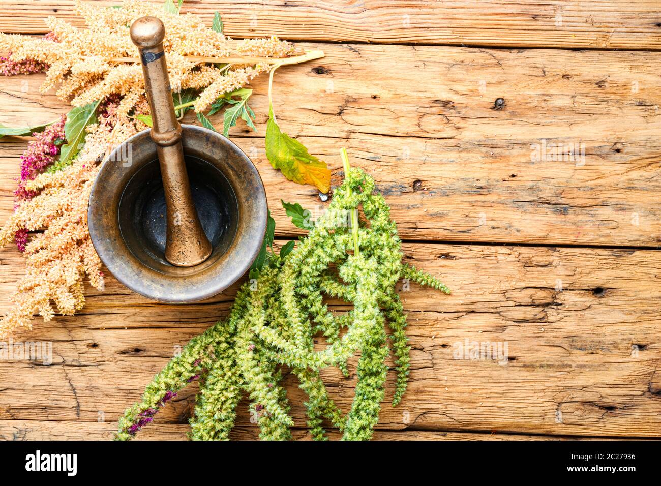 Amaranth or amaranthus.Medicinal herbs.Amaranth inflorescences on a ...