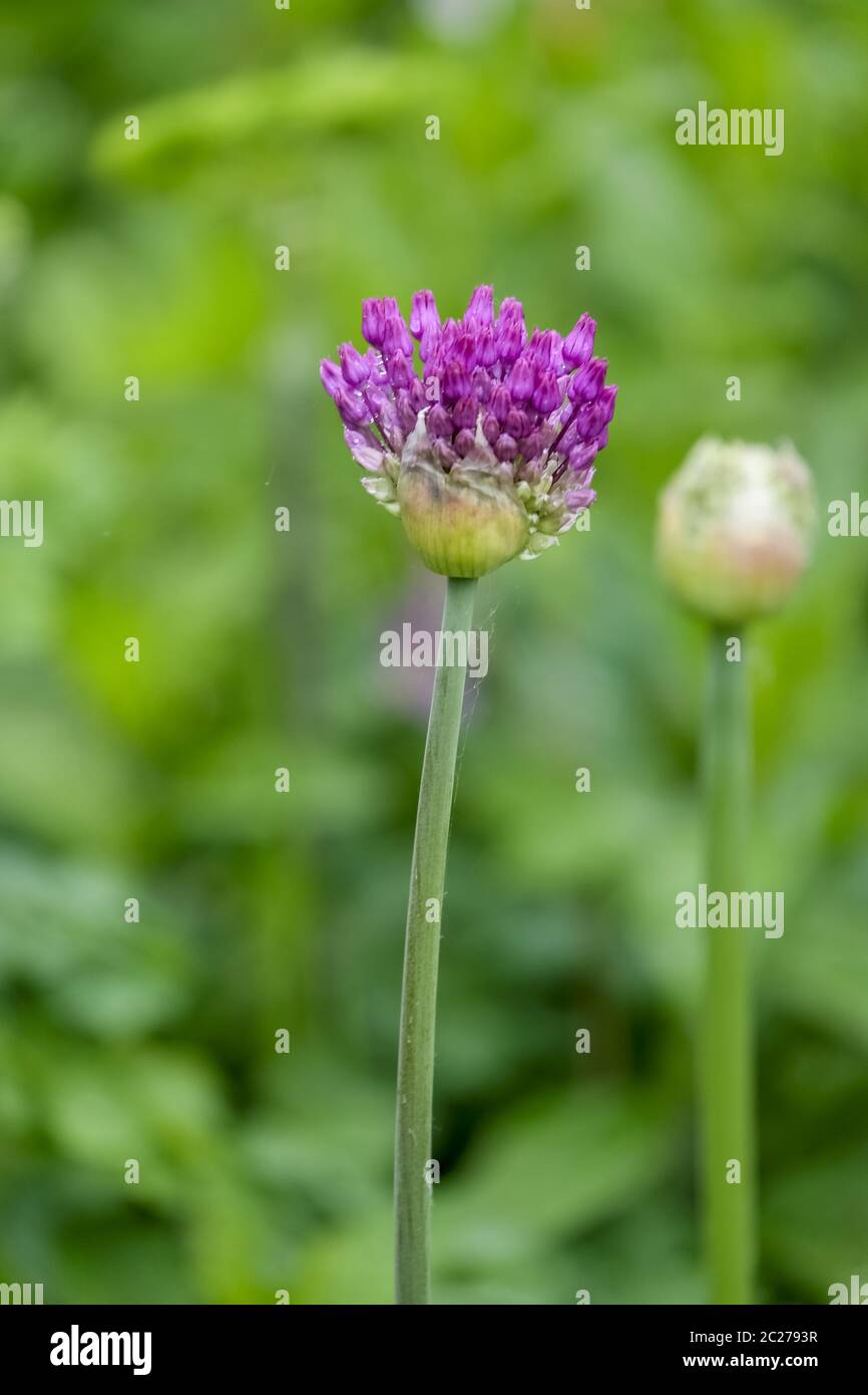 Allium sp hi-res stock photography and images - Alamy
