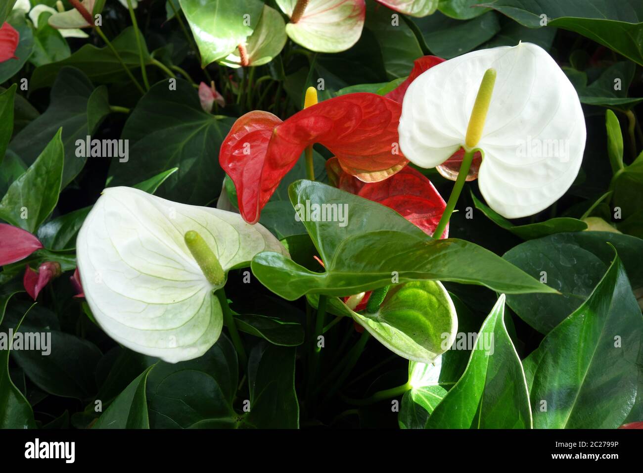 Flamingo flower anthurium scherzerianum araceae hi-res stock ...