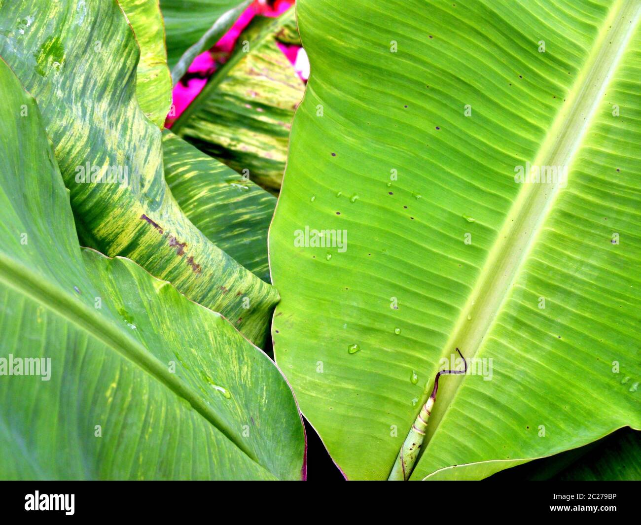 Closeup of different palm leaves Stock Photo - Alamy