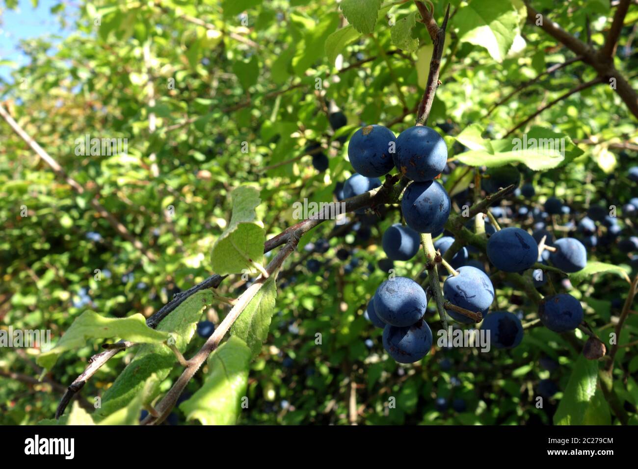 Sloe stone hi-res stock photography and images - Alamy