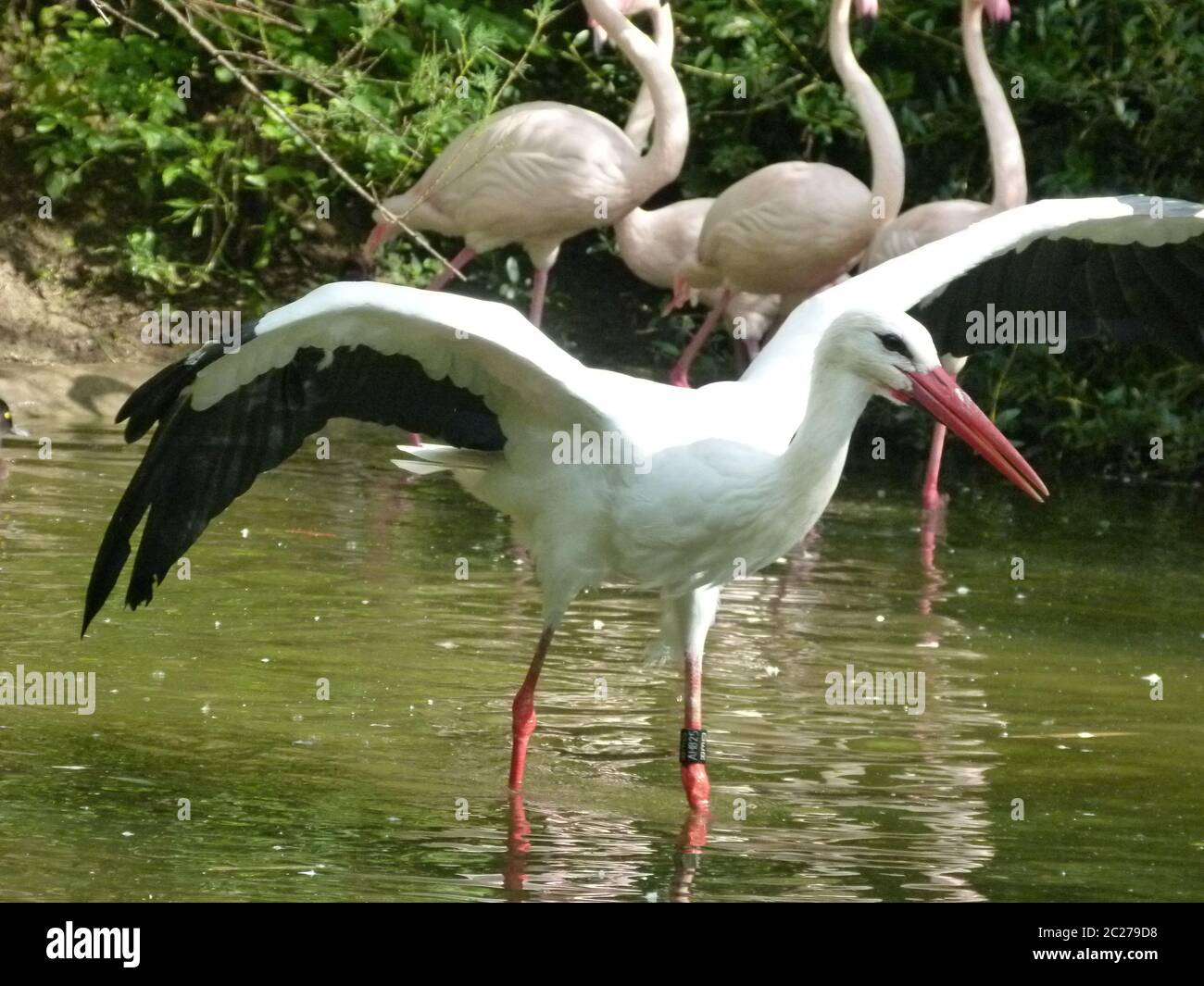 Vertebrata hi-res stock photography and images - Alamy