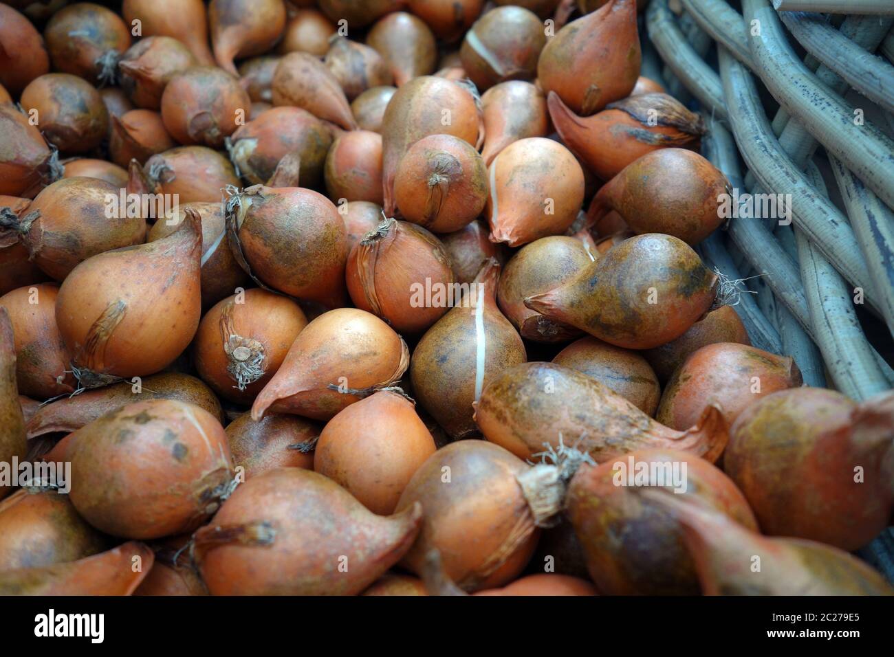 Storage organs hi-res stock photography and images - Alamy
