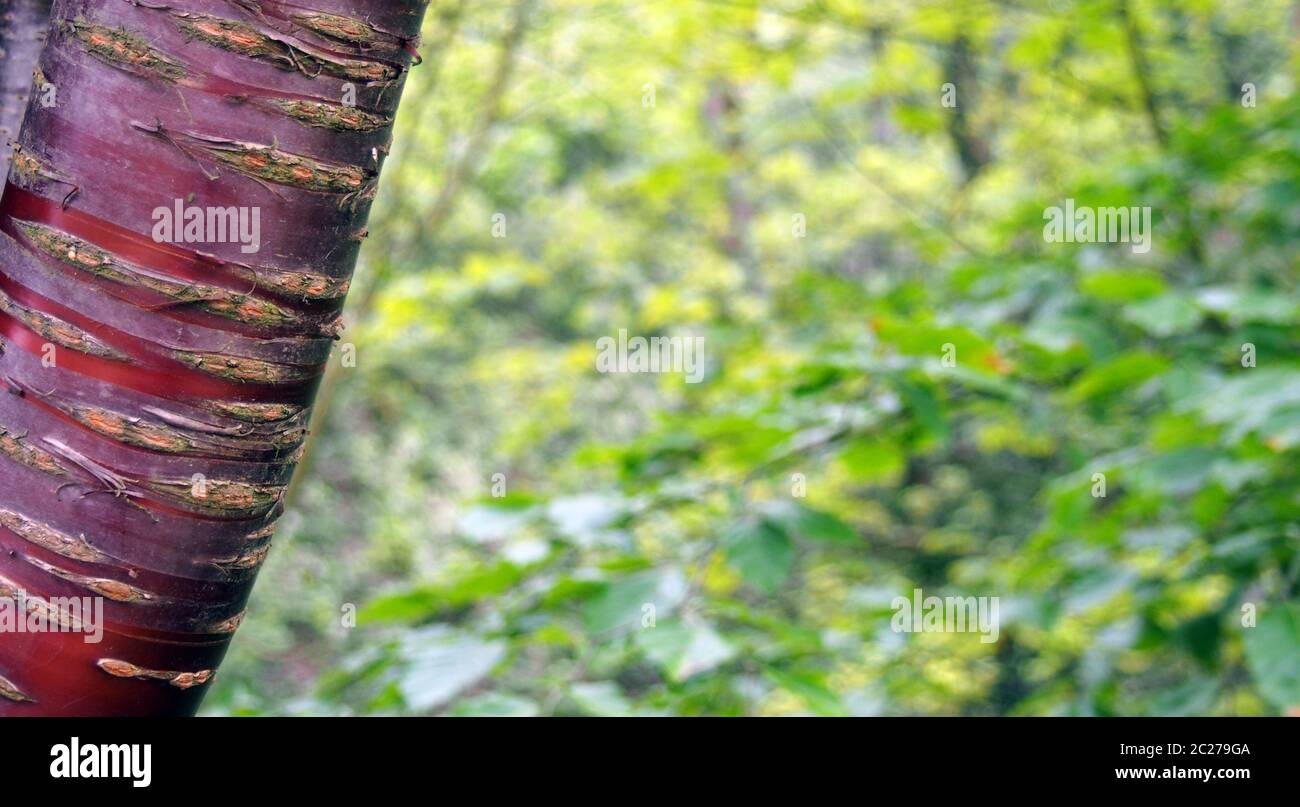 striped red cherry tree bark against a blurred green nature summer ...