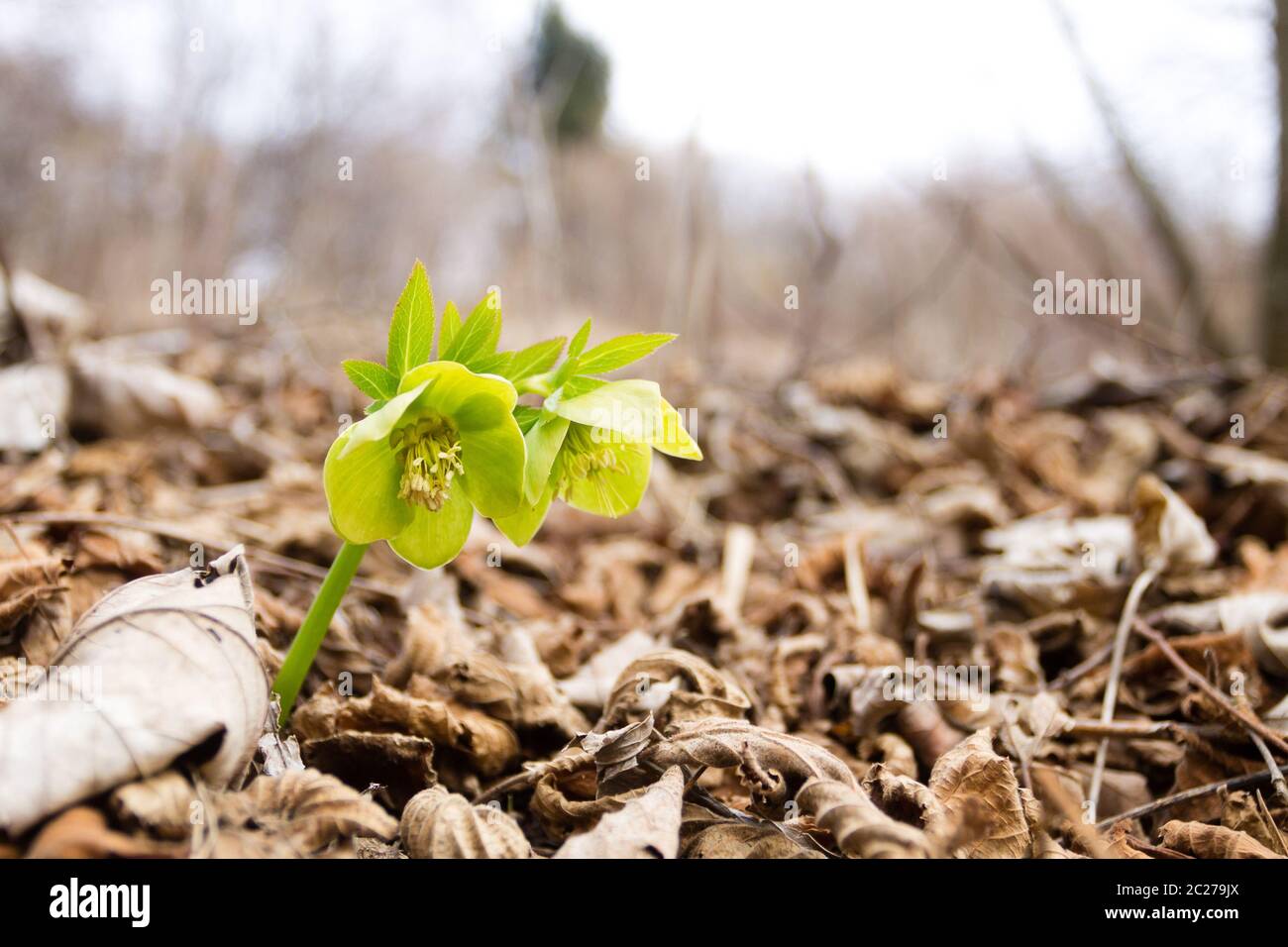 Hellebore flower in woodland close up, nature background. Wild flower ...