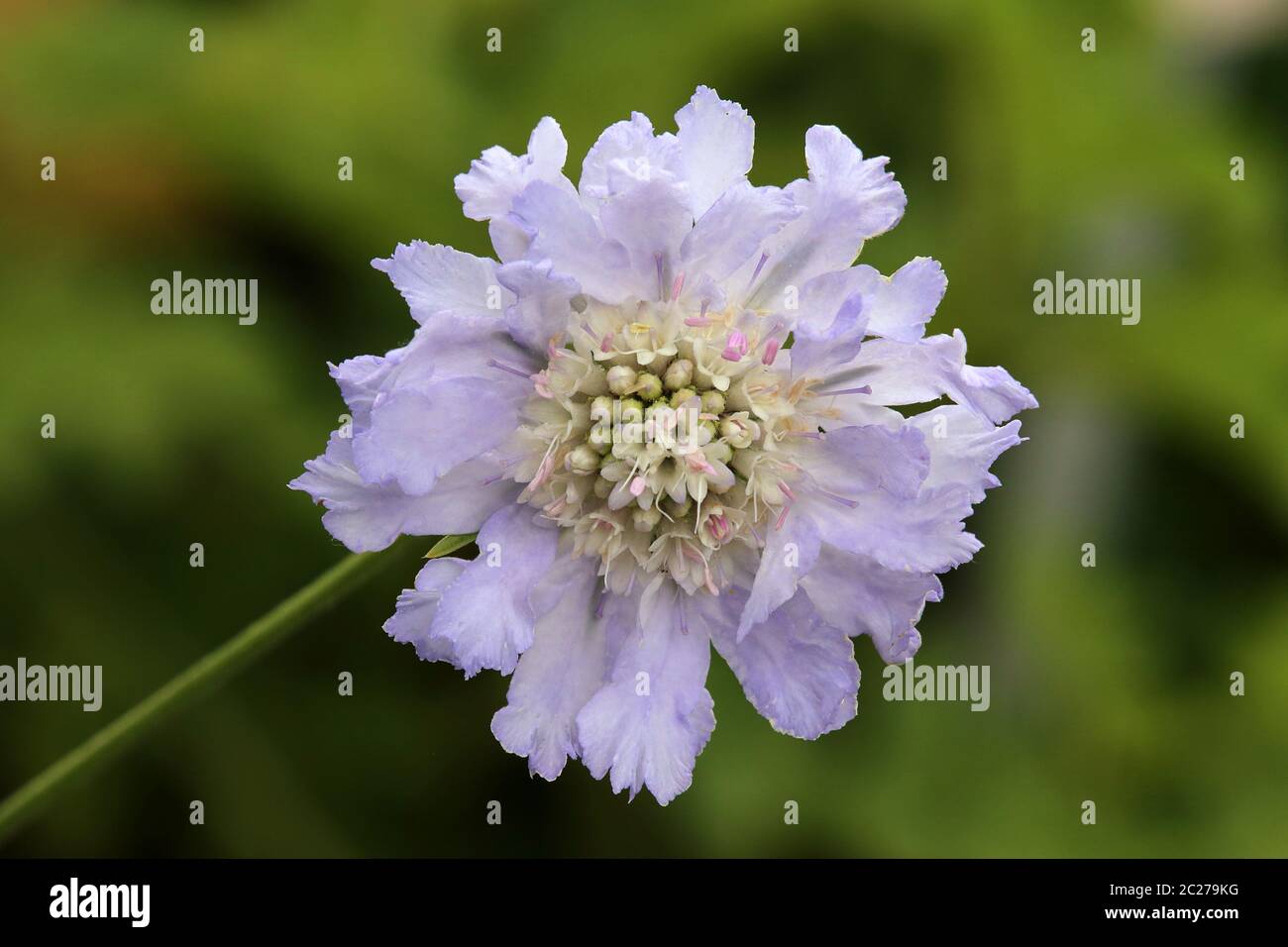 Caucasian widow flower Scabiosa caucasia Stock Photo - Alamy