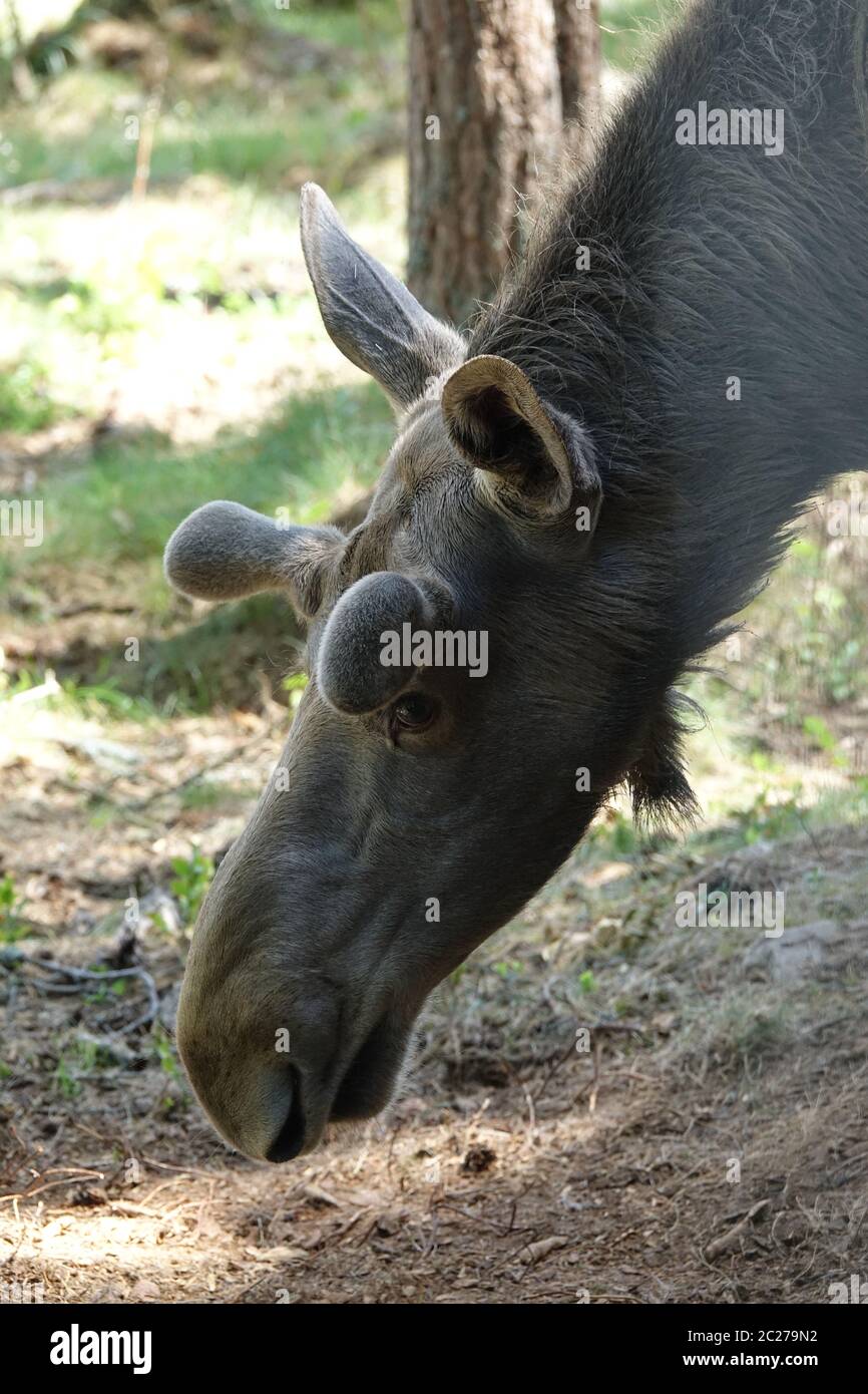 Moose cow hi-res stock photography and images - Alamy