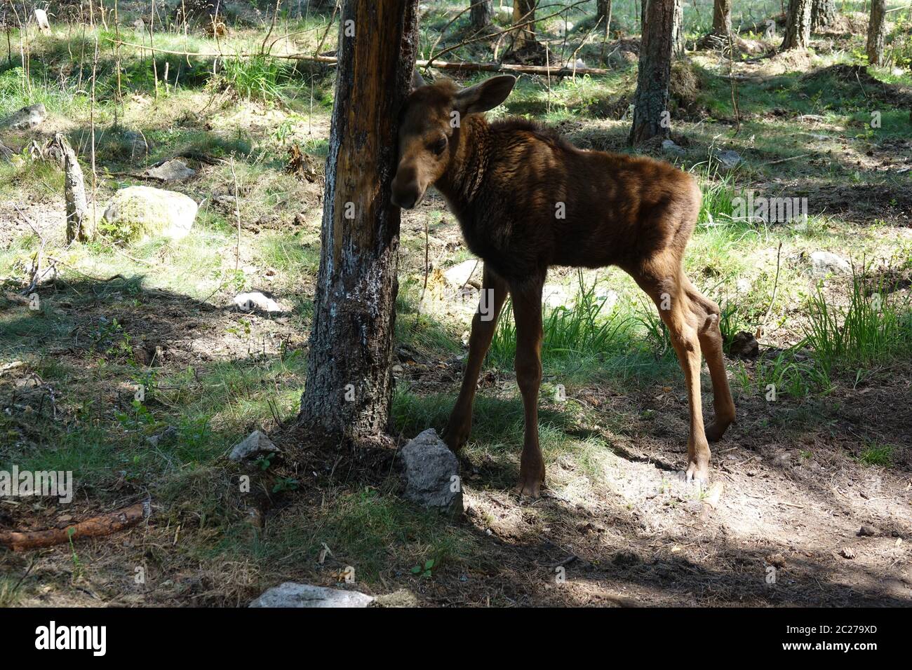 Animal moose hi-res stock photography and images - Alamy