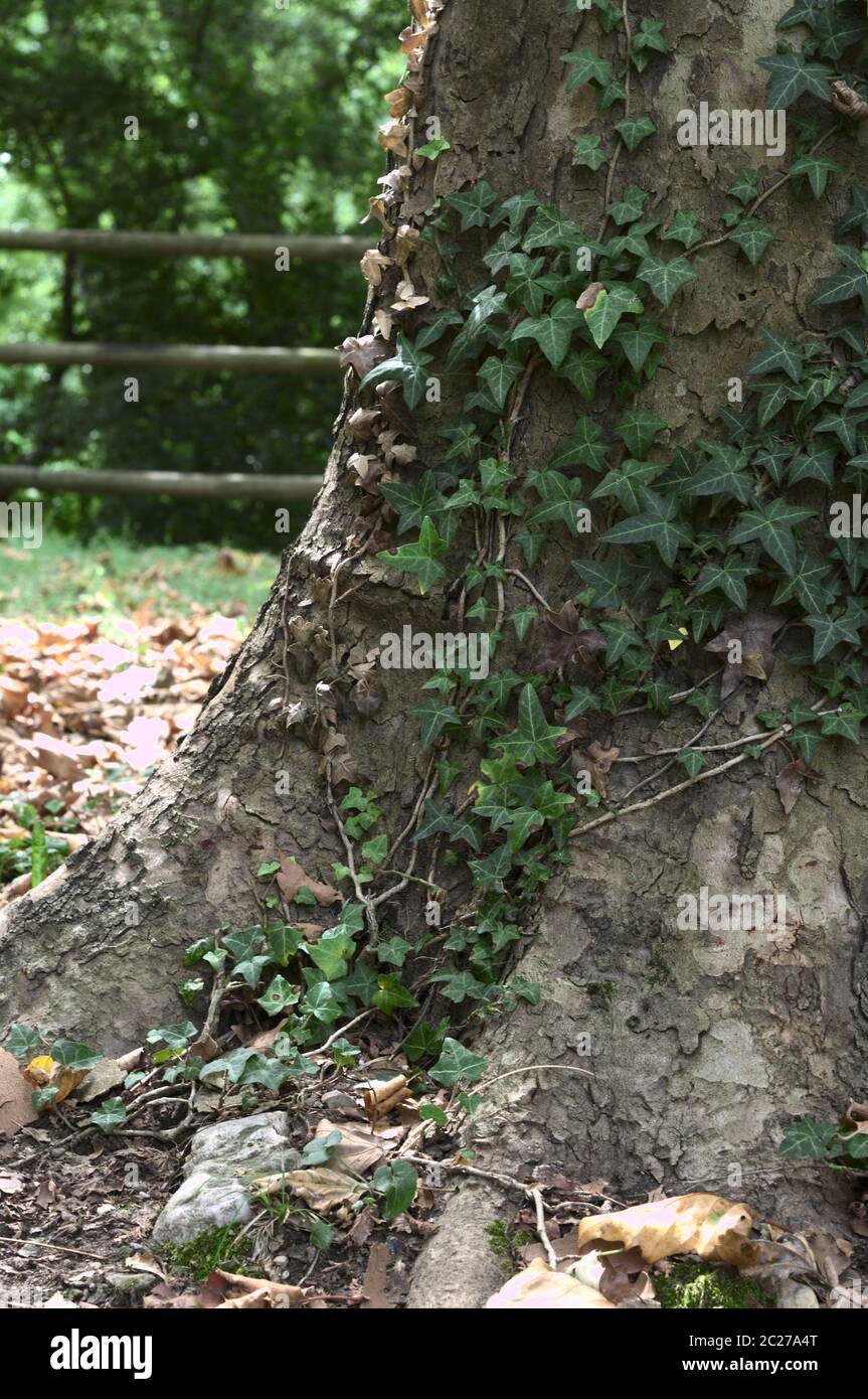 Beautiful plant in rainforest hi-res stock photography and images - Alamy