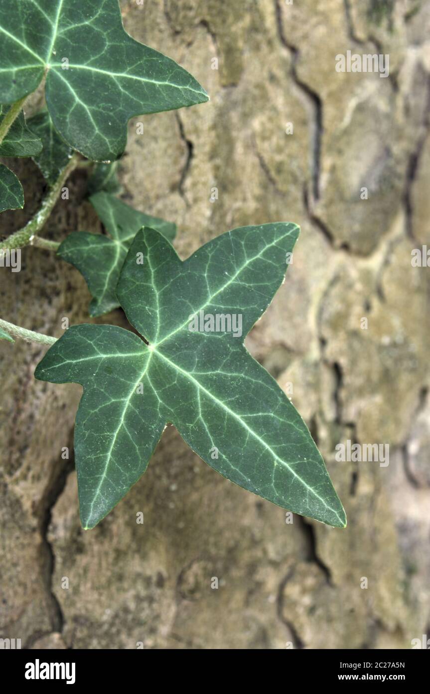 Beautiful plant in rainforest hi-res stock photography and images - Alamy