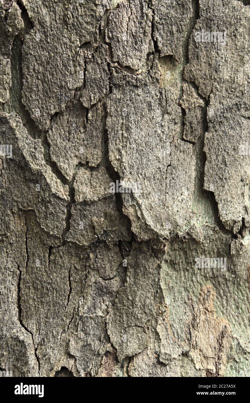 tree bark for backgrounds Stock Photo - Alamy