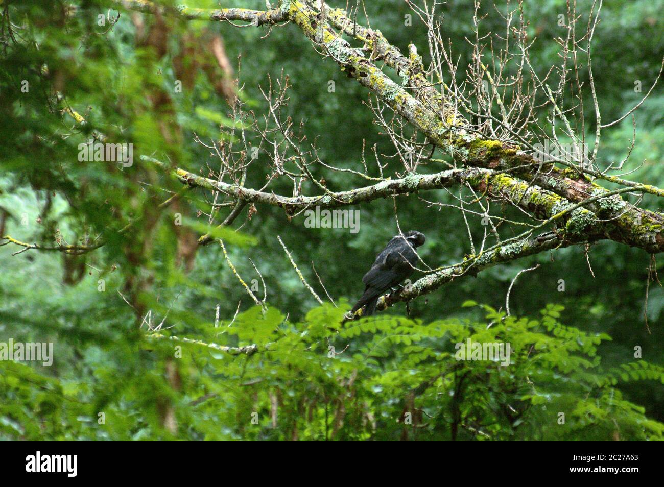 crow on a tree branch in full vegetation Stock Photo - Alamy