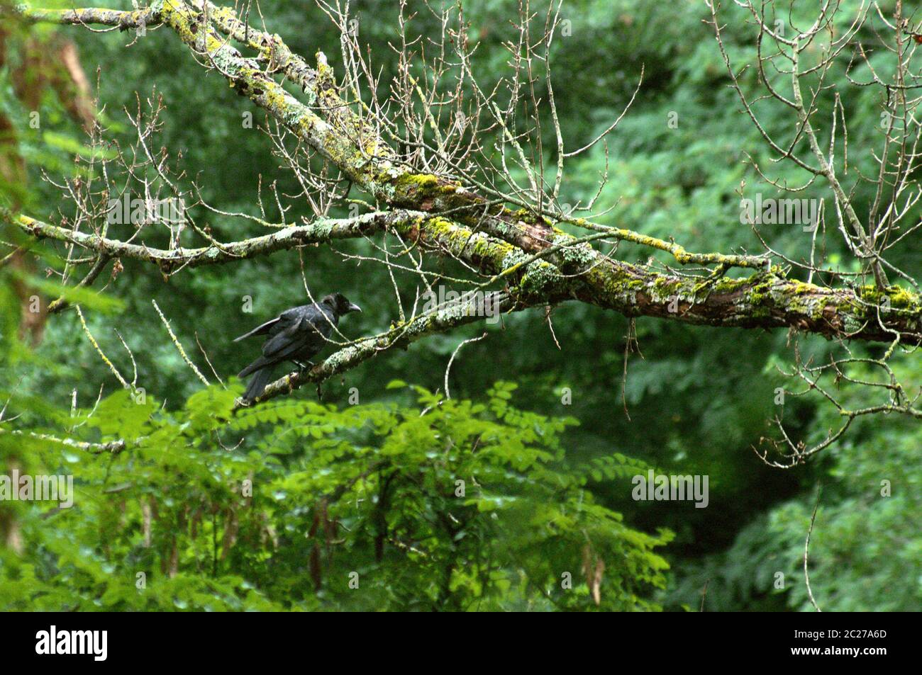 crow on a tree branch in full vegetation Stock Photo - Alamy