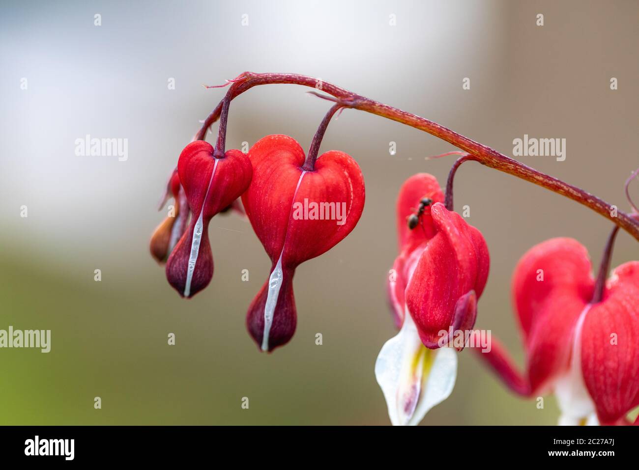Heart-shaped Bleeding heart flower in pink and white color Stock Photo ...