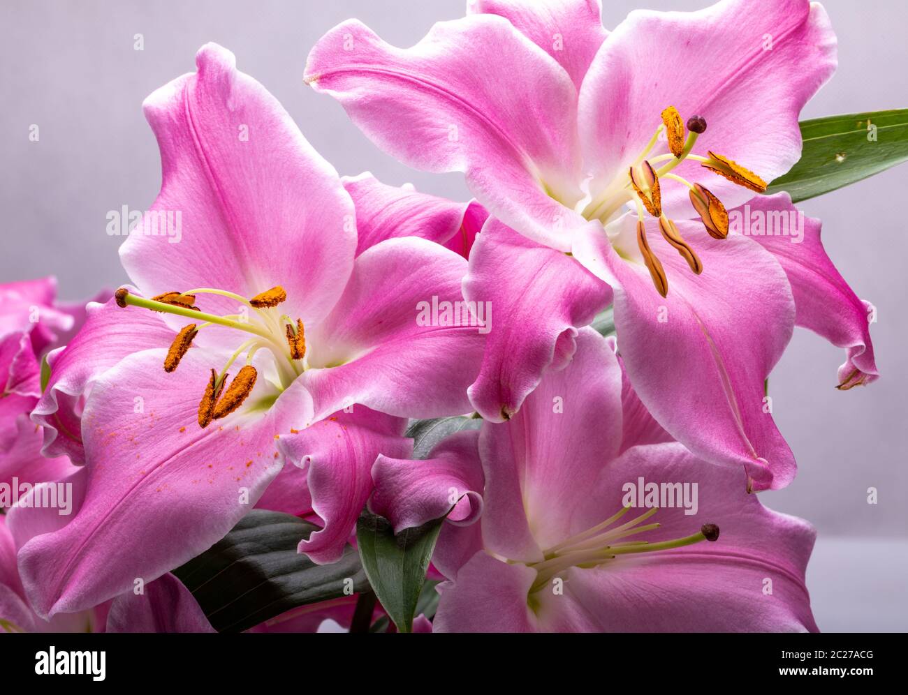 Close-up of pink liles flowers. Common names for species in this genus ...