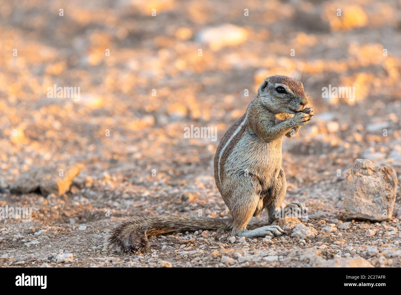 Cape ground squirrel (Xerus inauris Stock Photo - Alamy