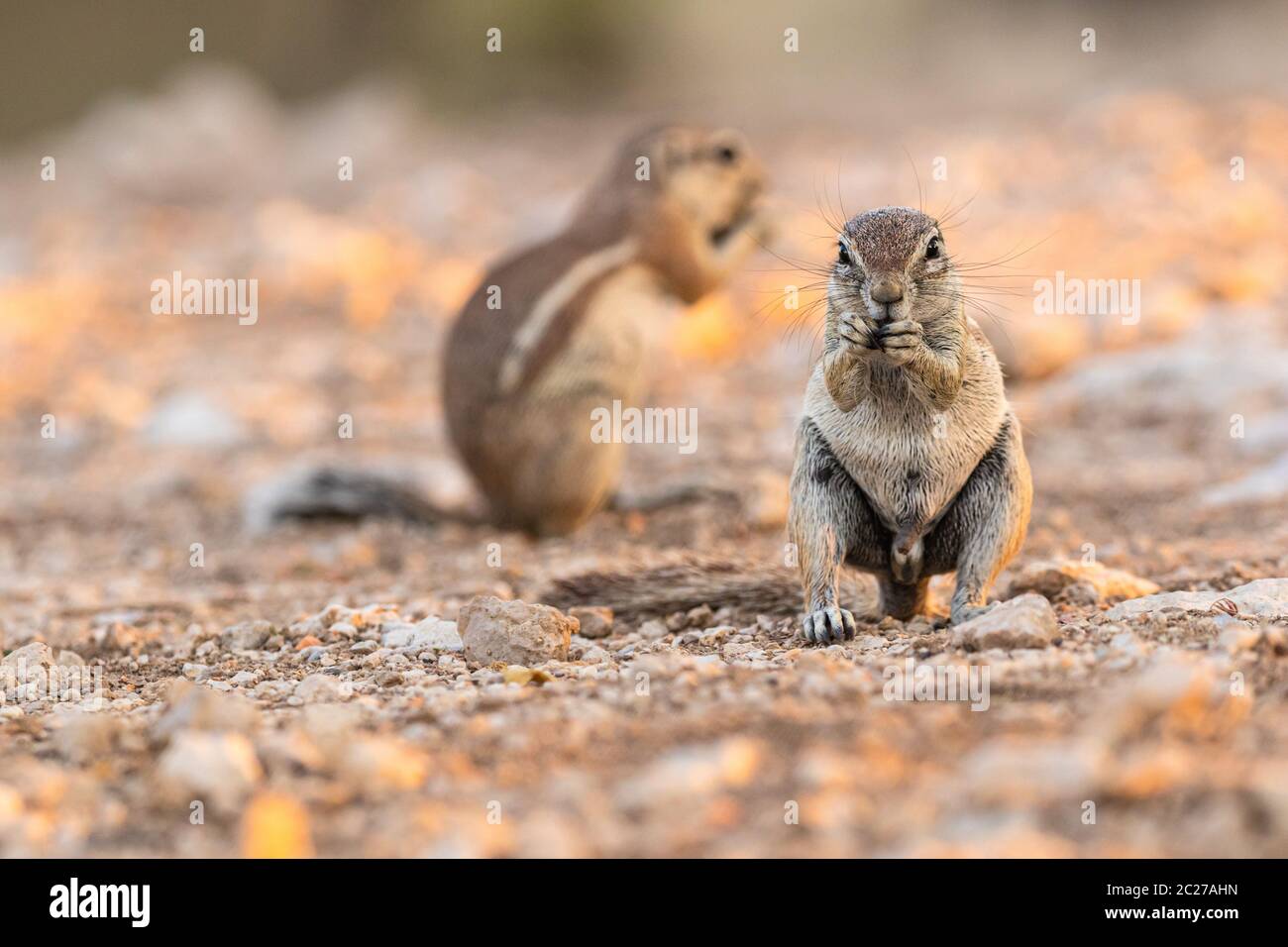 Cape ground squirrel (Xerus inauris Stock Photo - Alamy