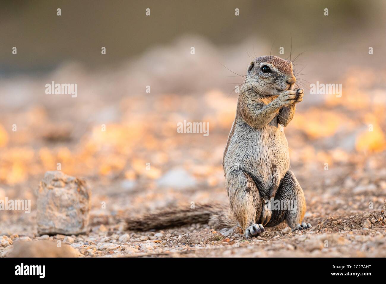 Cape ground squirrel (Xerus inauris Stock Photo - Alamy