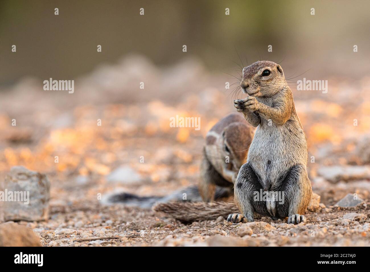 Cape ground squirrel (Xerus inauris Stock Photo - Alamy