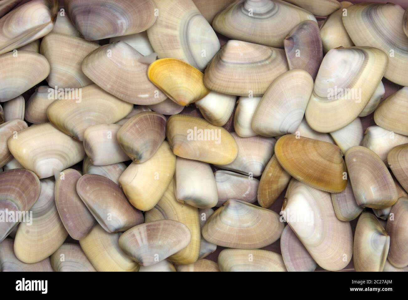 Sea tellins for backgrounds and textures Stock Photo - Alamy