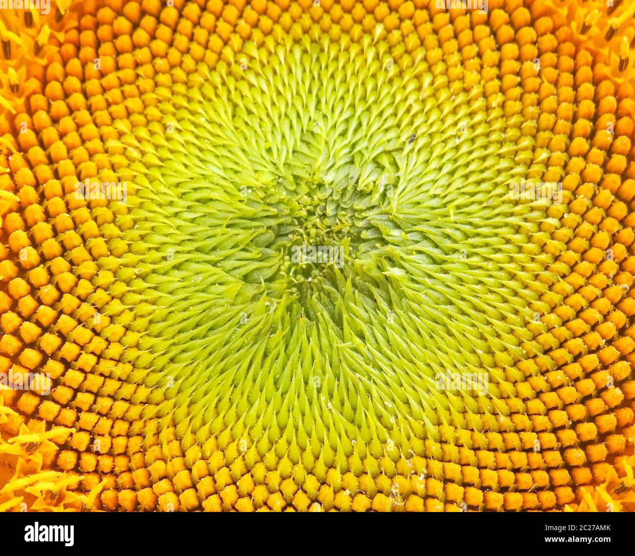 The opened flower of a sunflower. Background image Stock Photo - Alamy