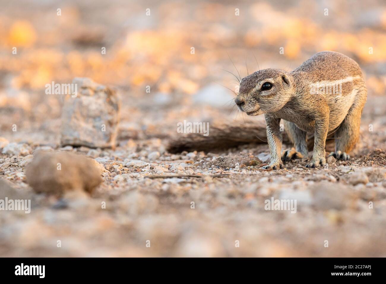 Cape ground squirrel (Xerus inauris Stock Photo - Alamy