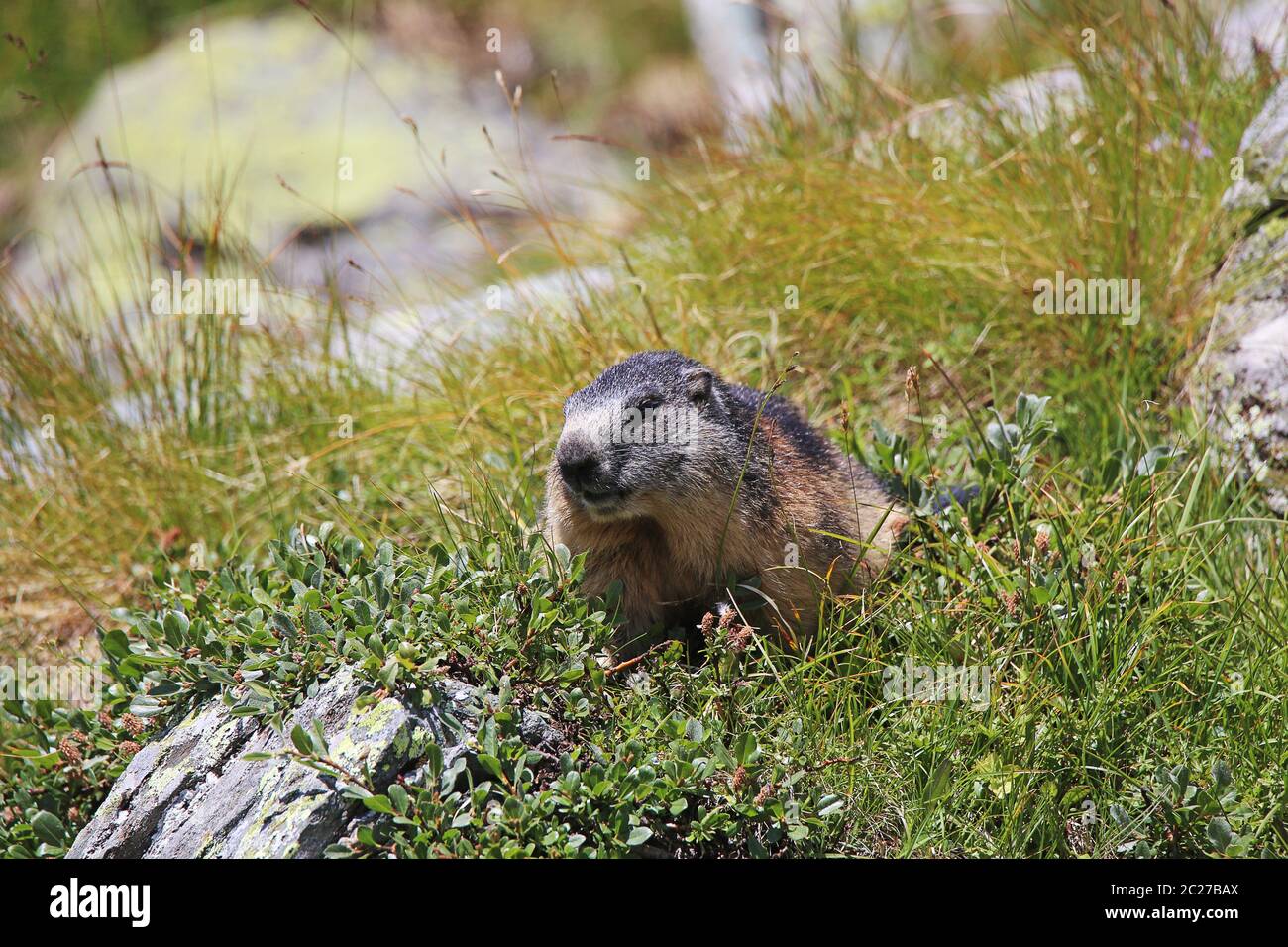 Marmota marmota marmota takes bath in mountain herbs Stock Photo - Alamy