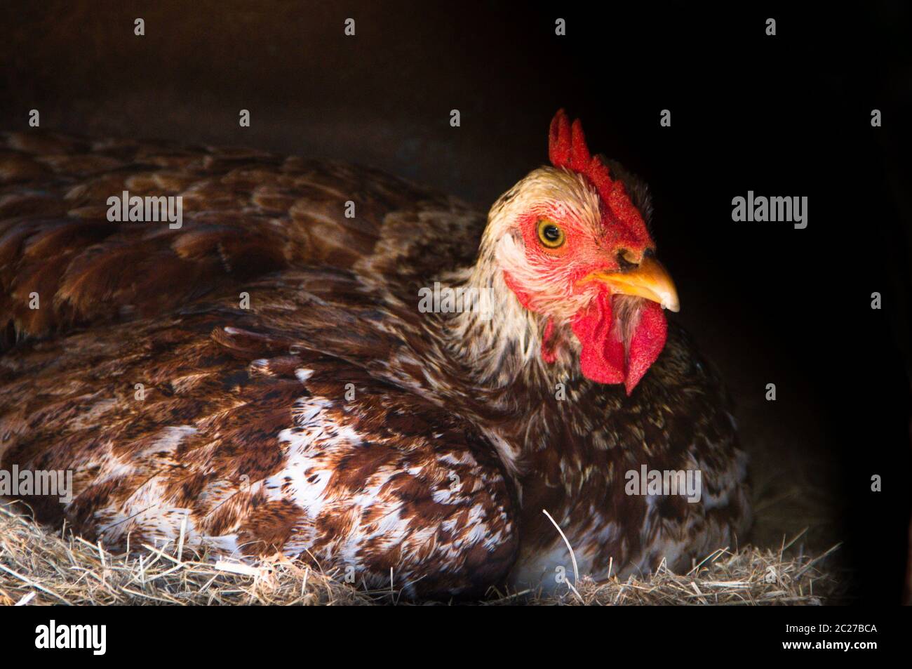 Broody hen hi-res stock photography and images - Alamy