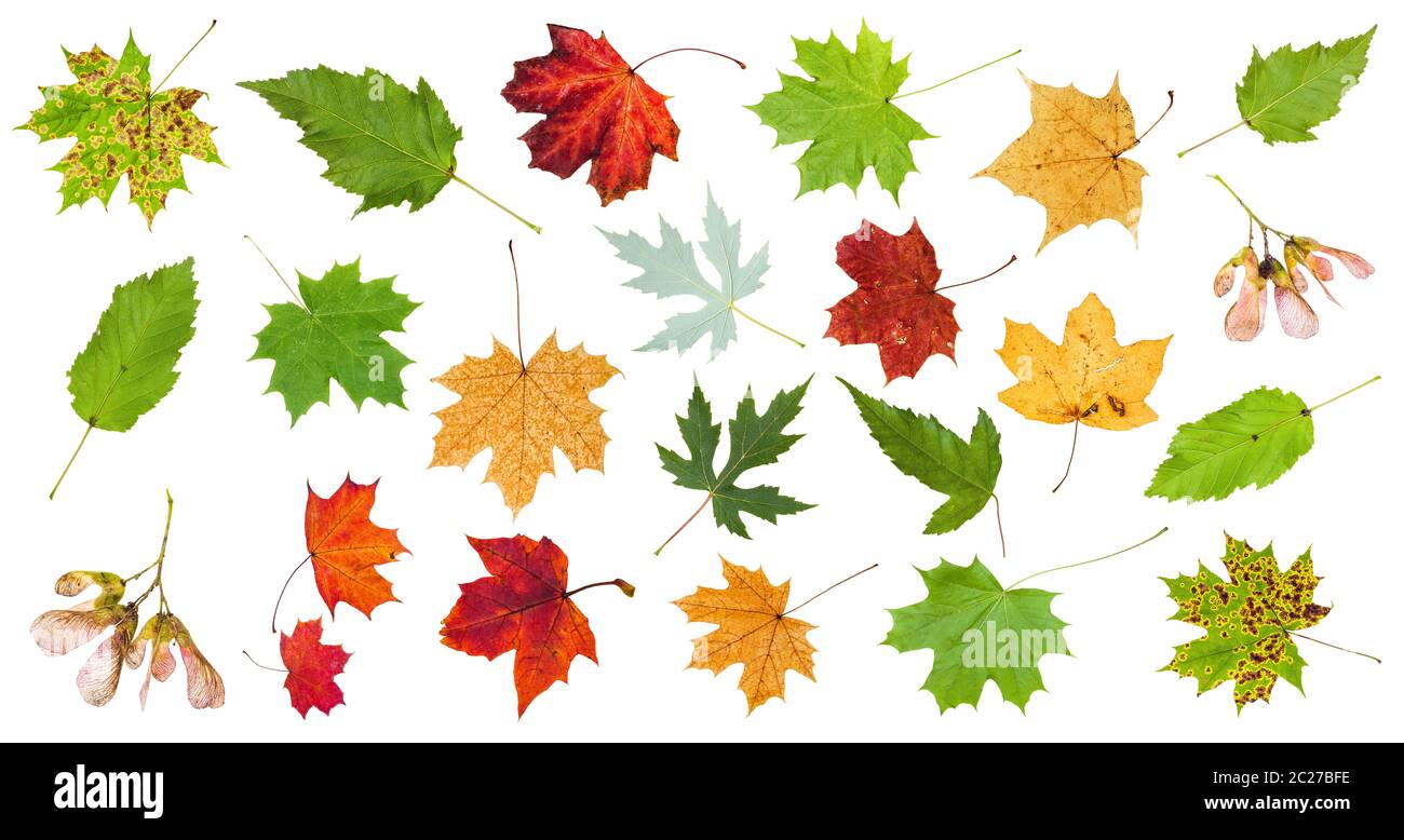 many various maple leaves isolated on white background Stock Photo - Alamy