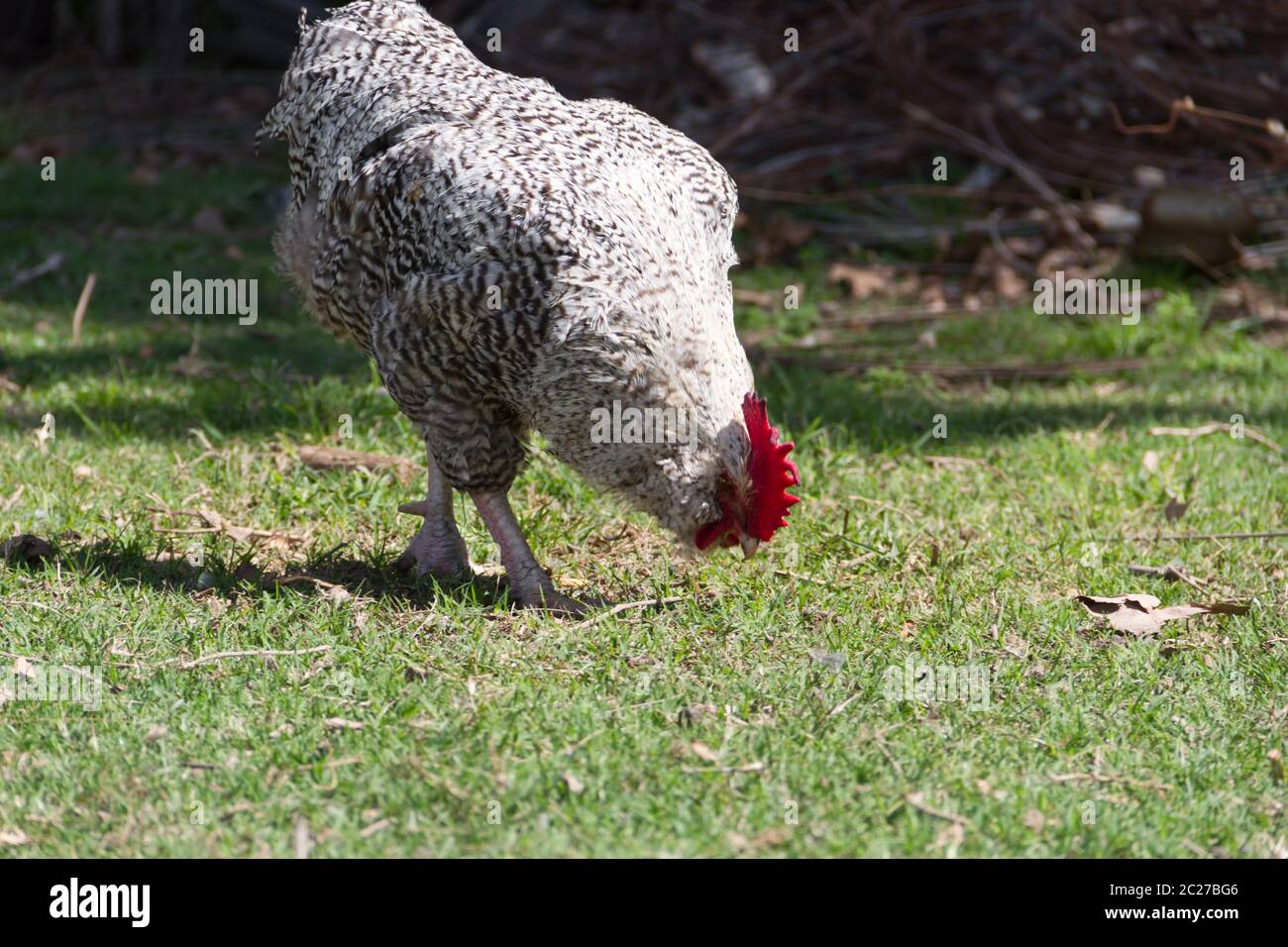 rooster called Bataraz in South America Stock Photo - Alamy