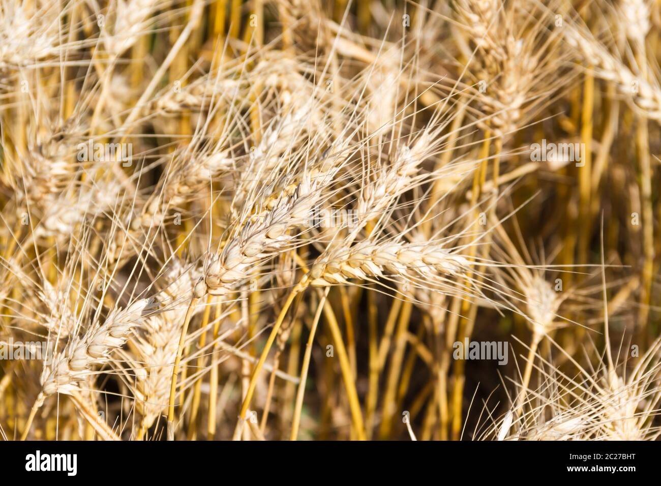 golden wheat by the sun in the field Stock Photo - Alamy