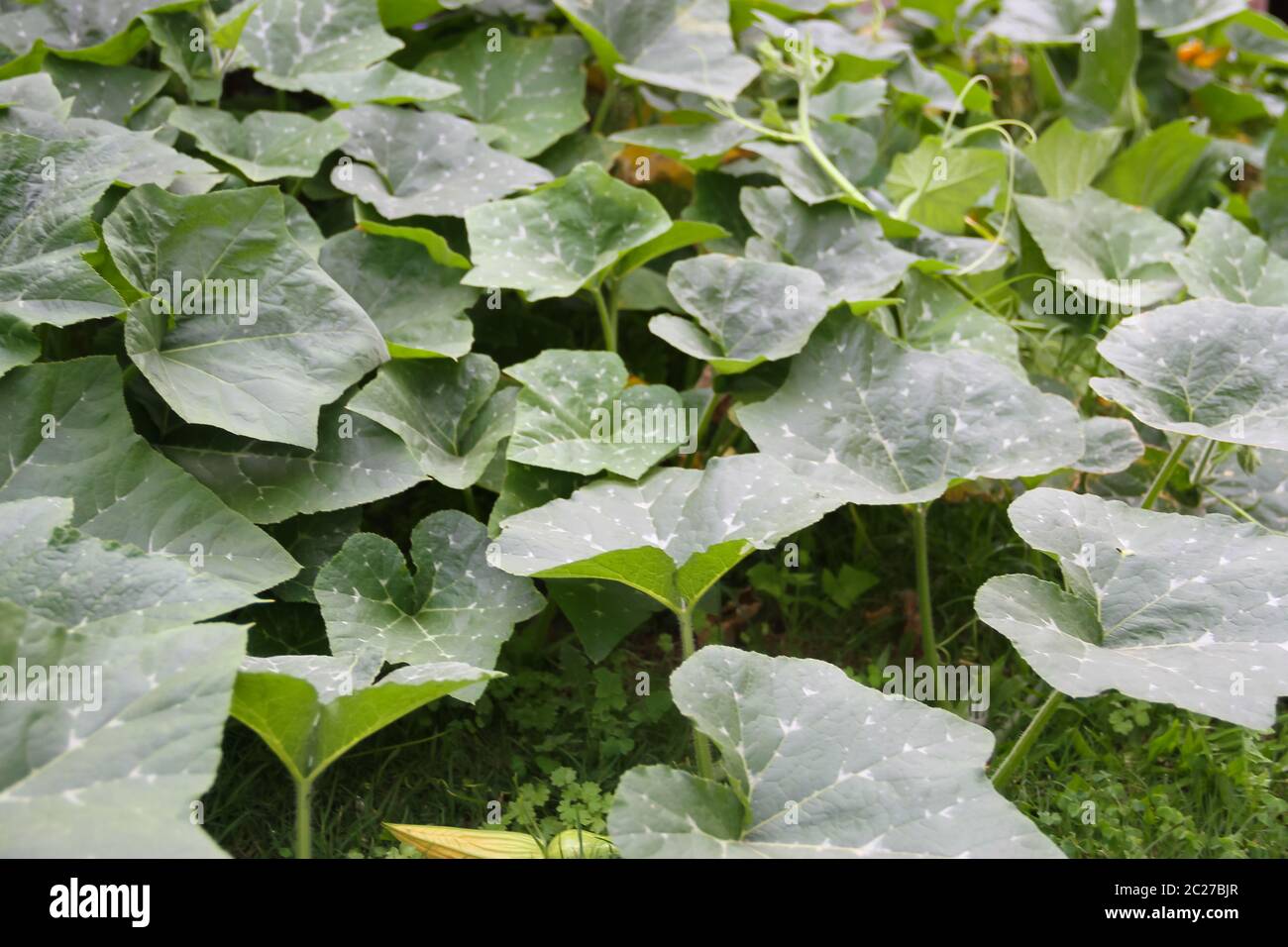 plantation of squash in the organic garden Stock Photo - Alamy