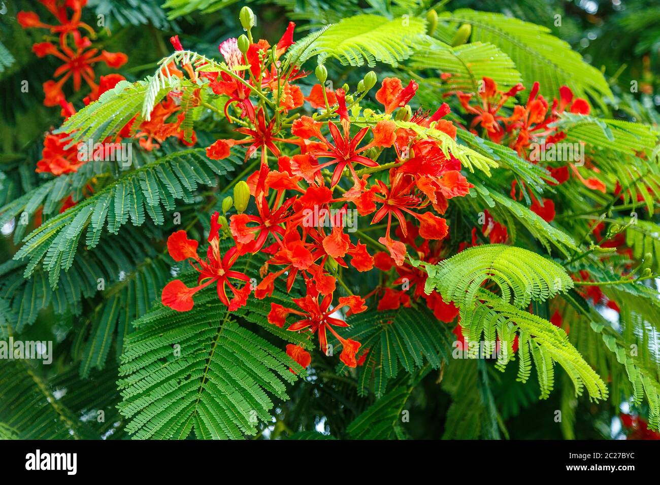 Exotic red flowers of a tropical tree on a background of green leaves ...