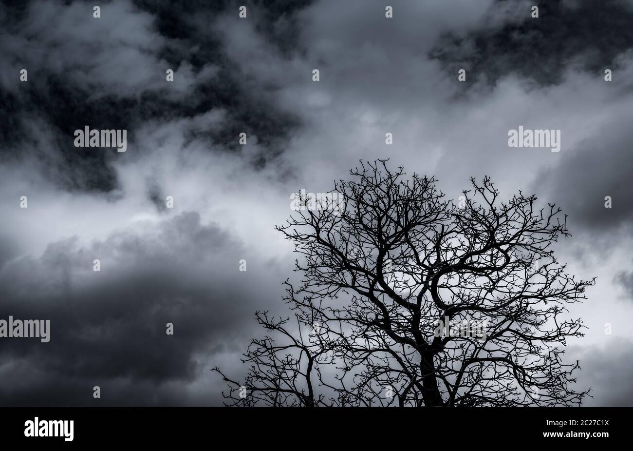 Silhouette dead tree and branch on grey sky background. Black branches ...