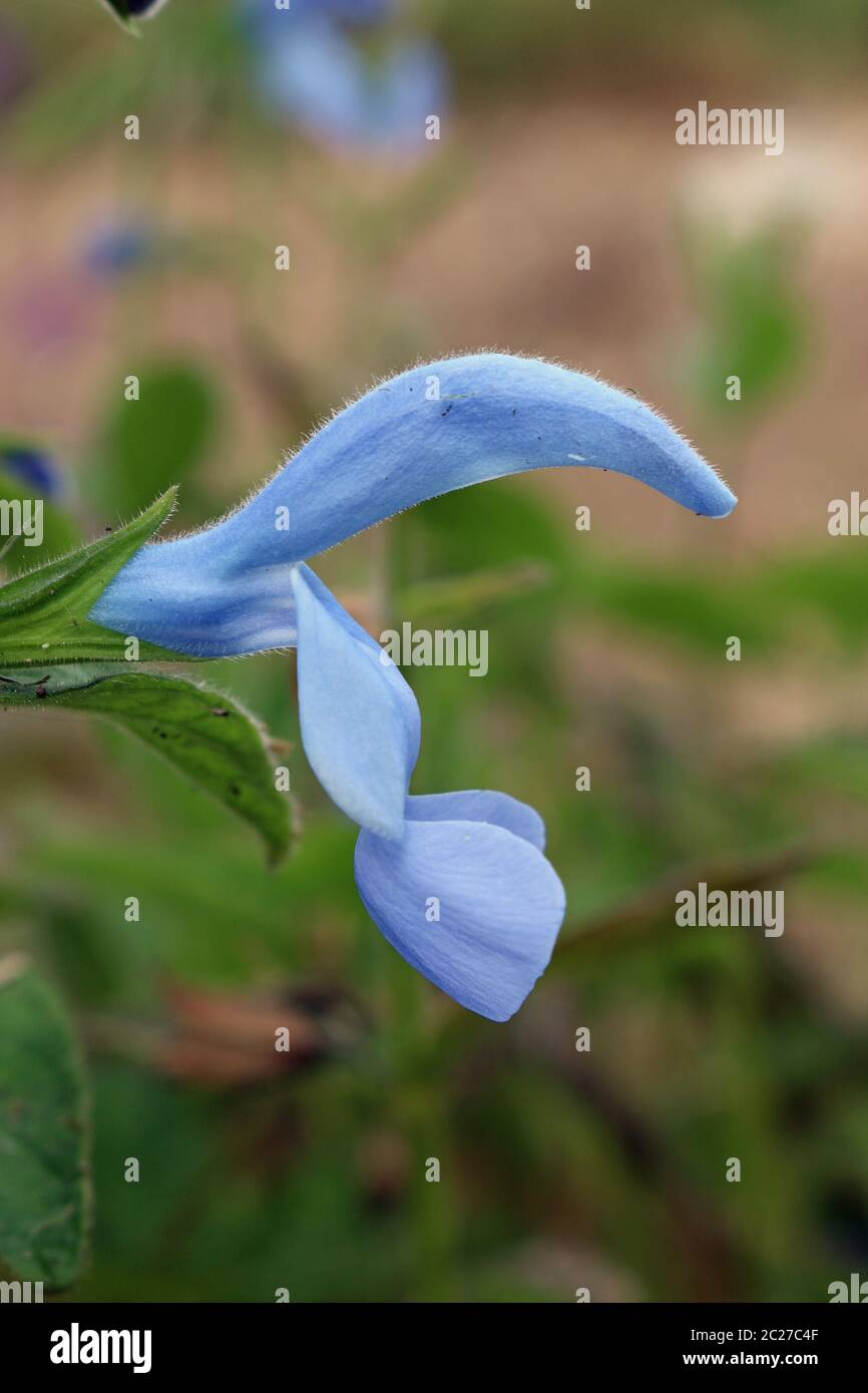 Gentian sage, Salvia patens, Cambridge Blue flower in close up with a ...