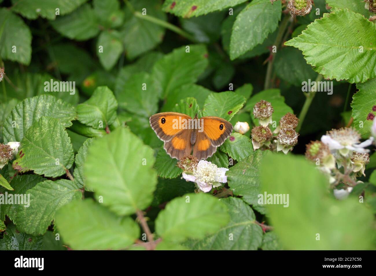 Female gatekeeper butterfly (Pyronia tithonus) sat with wings open on a ...