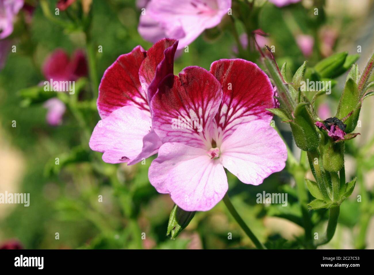Light and dark pink geranium flowers with distinctive darker veins ...