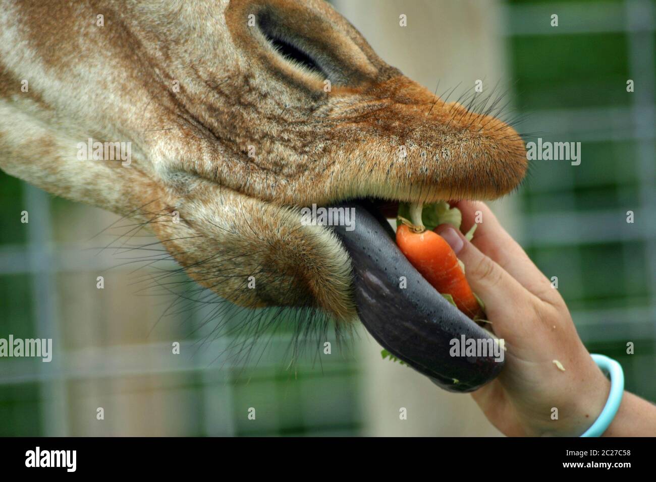 Giraffe open mouth teeth hi-res stock photography and images - Alamy
