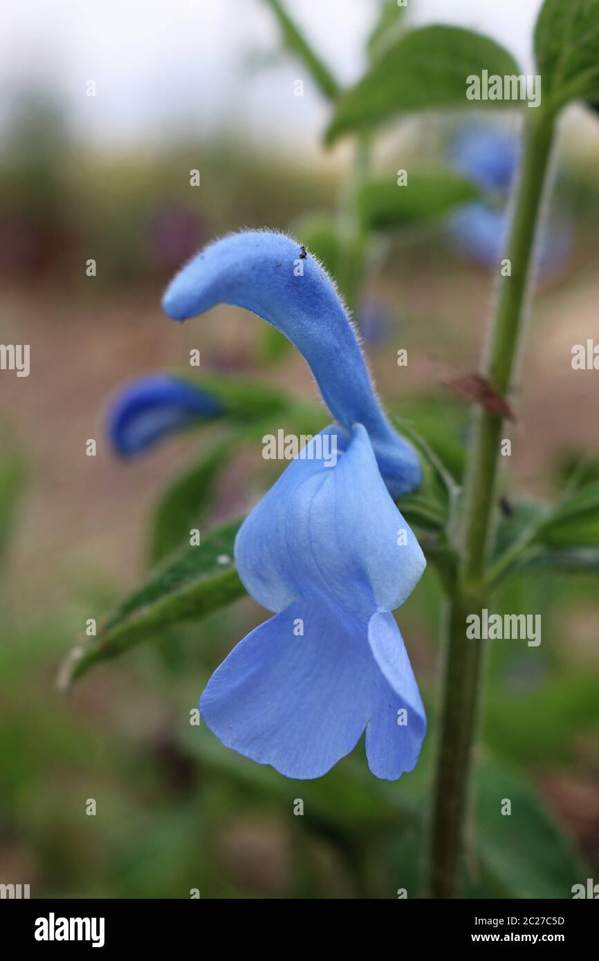 Gentian sage, Salvia patens, Cambridge Blue flower in close up with a ...