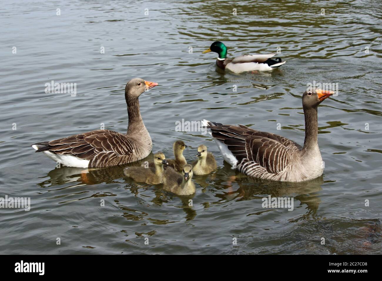 Four greylag goose (Anser anser) goslings floating on water in a lake ...