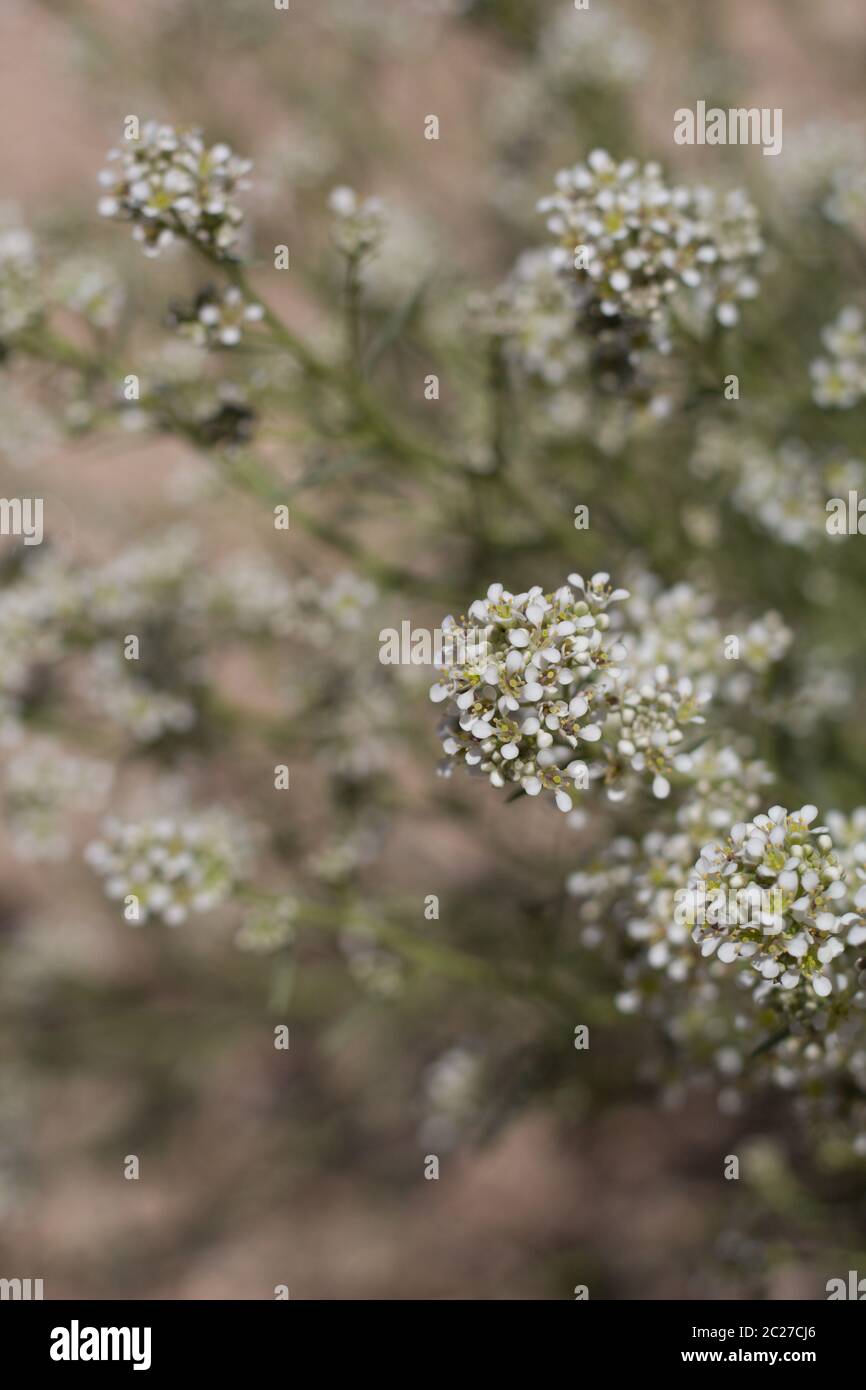 Desert Pepperweed, Lepidium Fremontii, native Perennial in Pioneertown ...