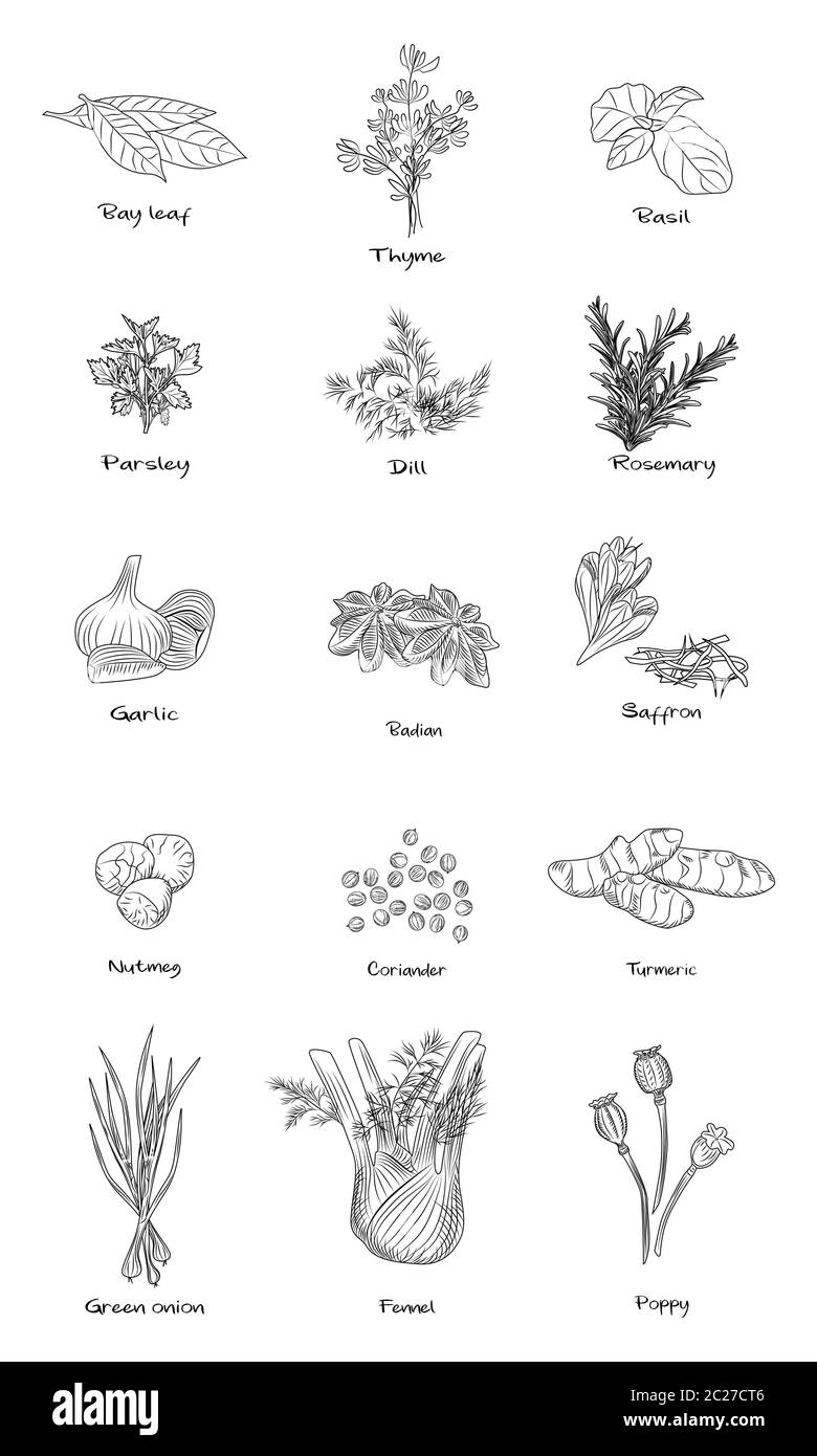 Fennel and parsley Black and White Stock Photos & Images - Alamy