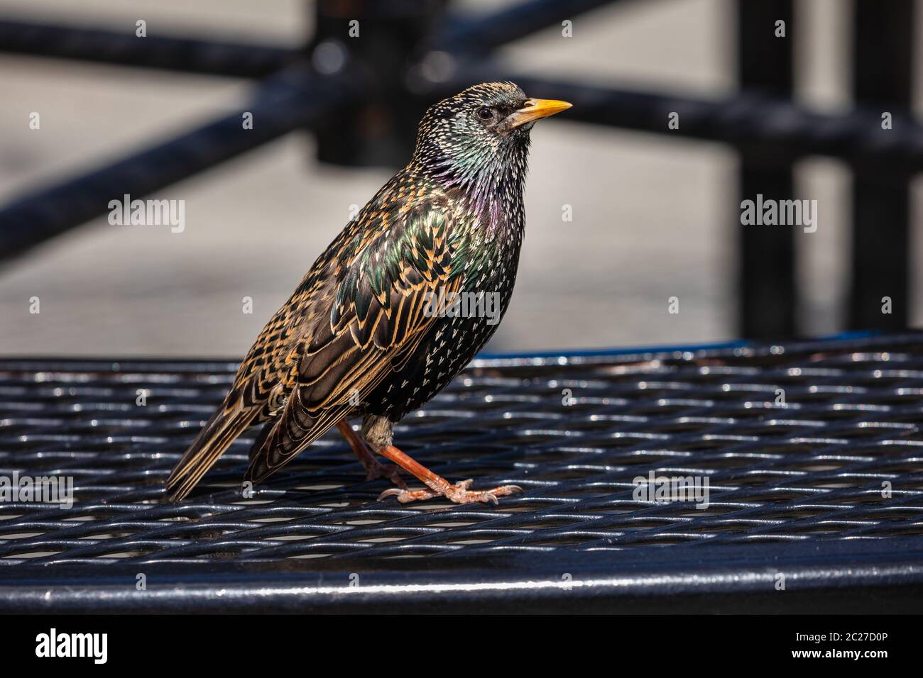 Feathers wild hi-res stock photography and images - Alamy