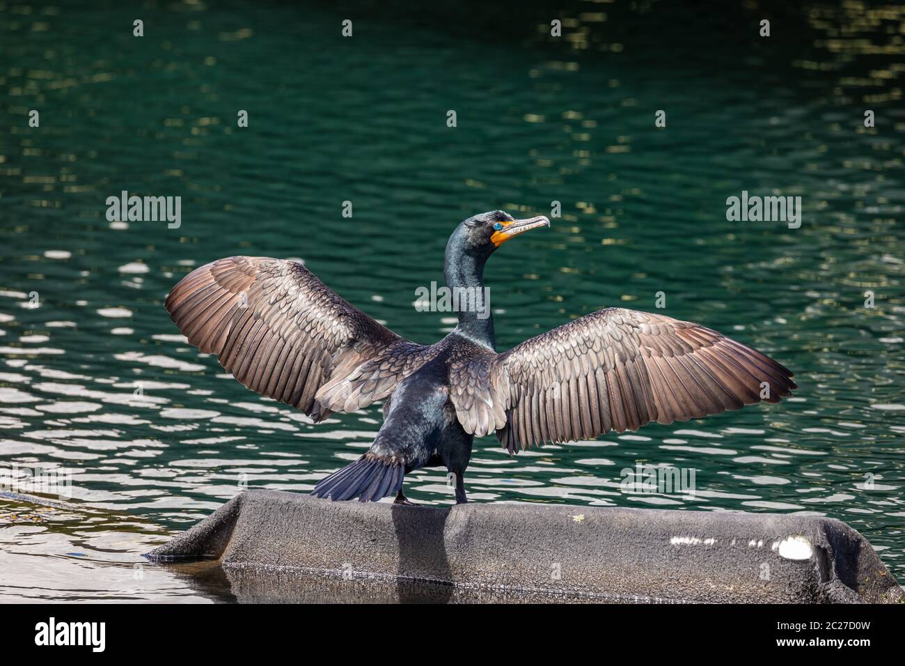 Bird sunbath hi-res stock photography and images - Alamy