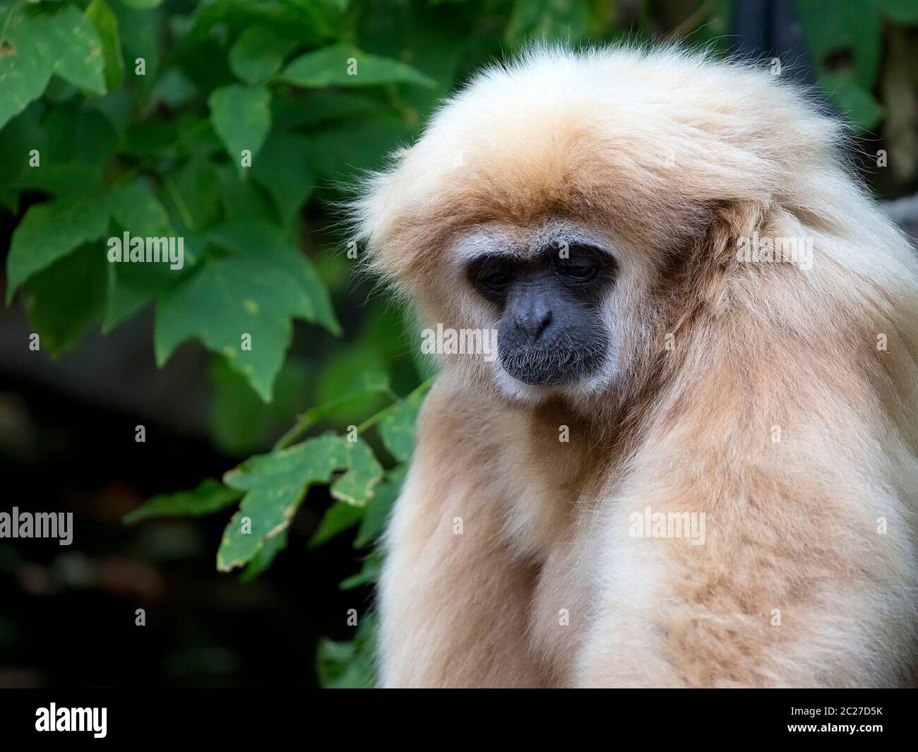 Mammal gibbon lar hi-res stock photography and images - Alamy