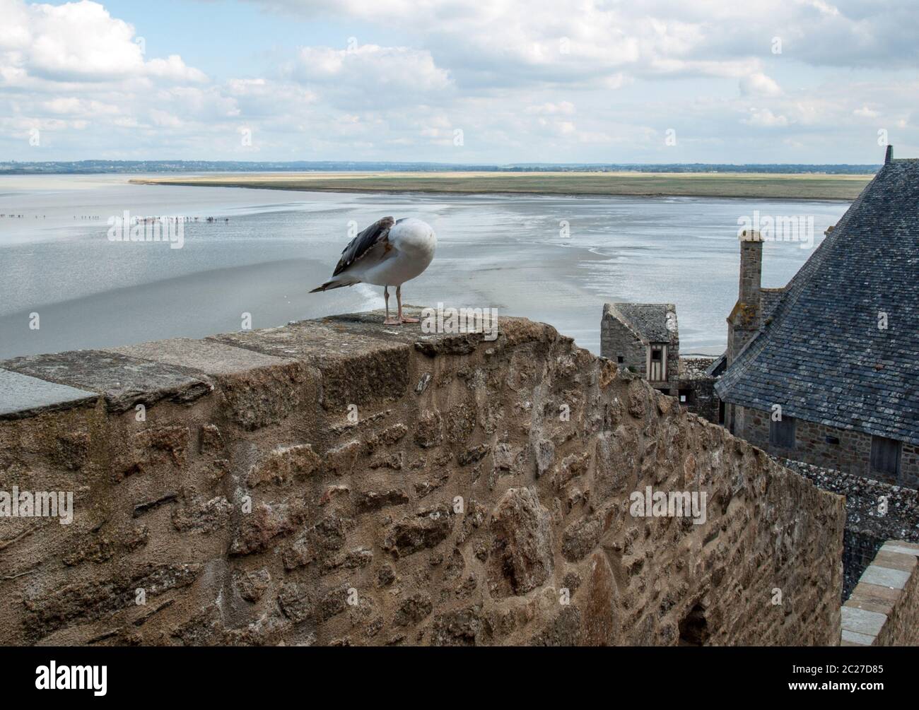Seagull at Le Mont Saint-Michel, medieval fortified abbey and village ...