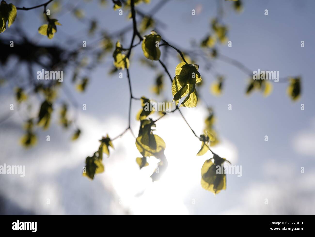 Backlit branches and leaves of a tree. Environment Stock Photo - Alamy