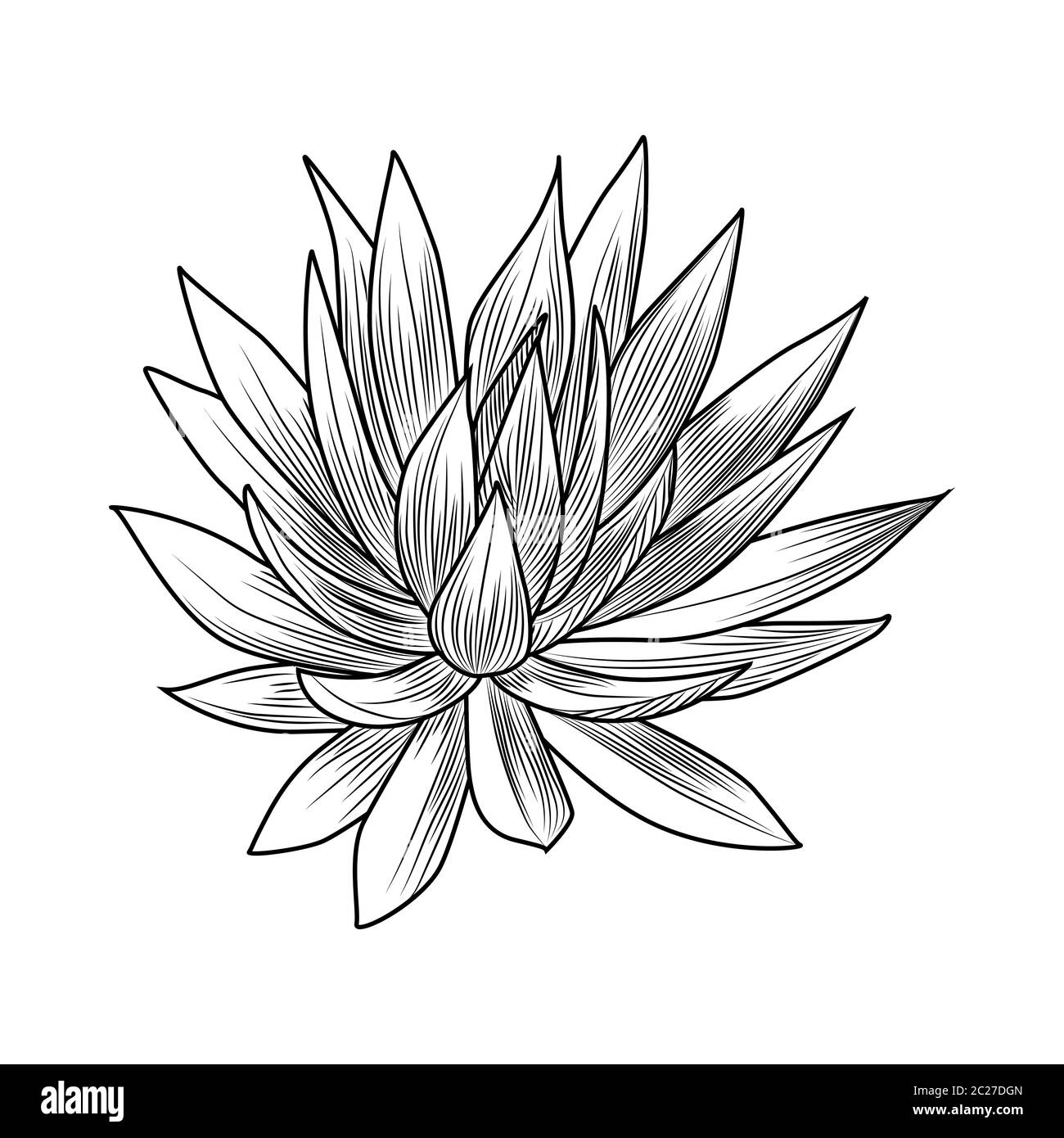 Blue Agave Plant Illustration