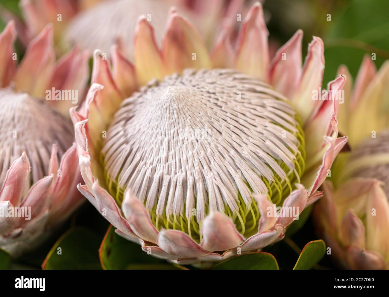 King protea or protea cynaroides the national flower of South Africa ...