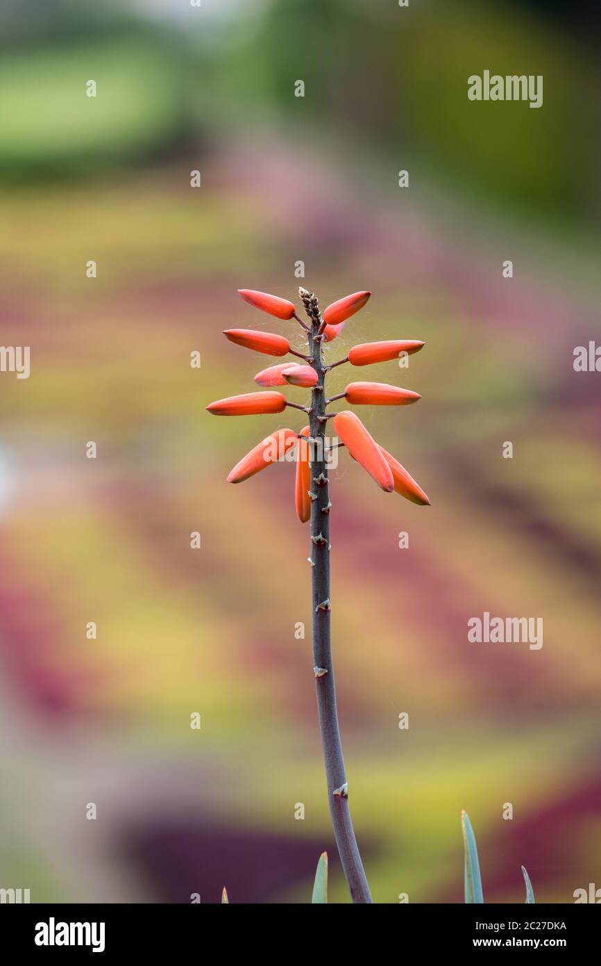 Aloe plant in bloom. Spectacular tall bright orange tubular flower ...